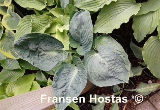 Hosta Blue Lettuce - Fransen Hostas